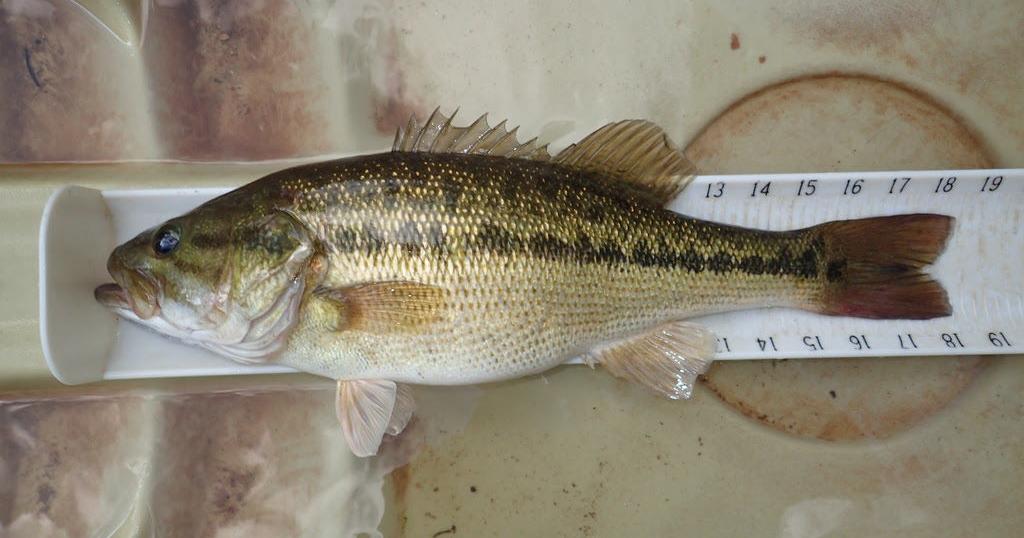 WV fisheries officials fear spread of invasive Alabama bass | Hunting ...