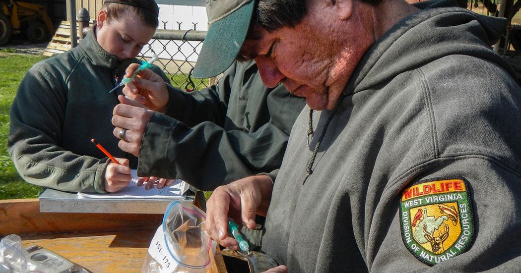 Muskie stocking goes 'advanced' | Outdoor Pursuits | wvgazettemail.com