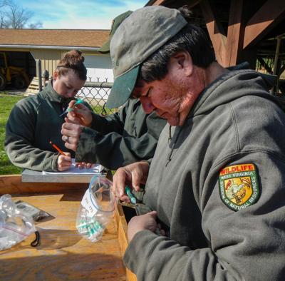 Muskie stocking goes 'advanced' | Outdoor Pursuits | wvgazettemail.com