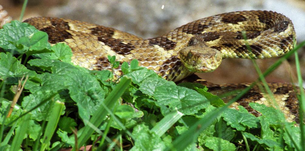 Researchers seek ways to keep people and timber rattlers apart ...