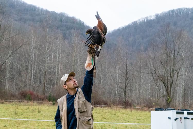 How to see a presentation from Laurel Fork Falconry, meet the birds of ...