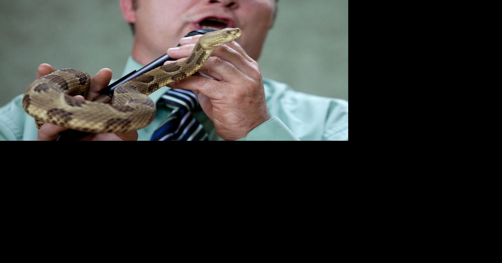 Timber rattler bites, kills snake-handling preacher | News ...