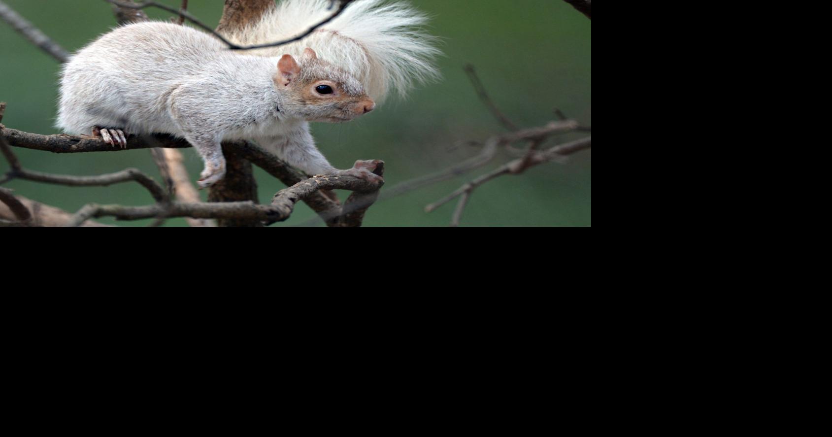 white squirrel realty