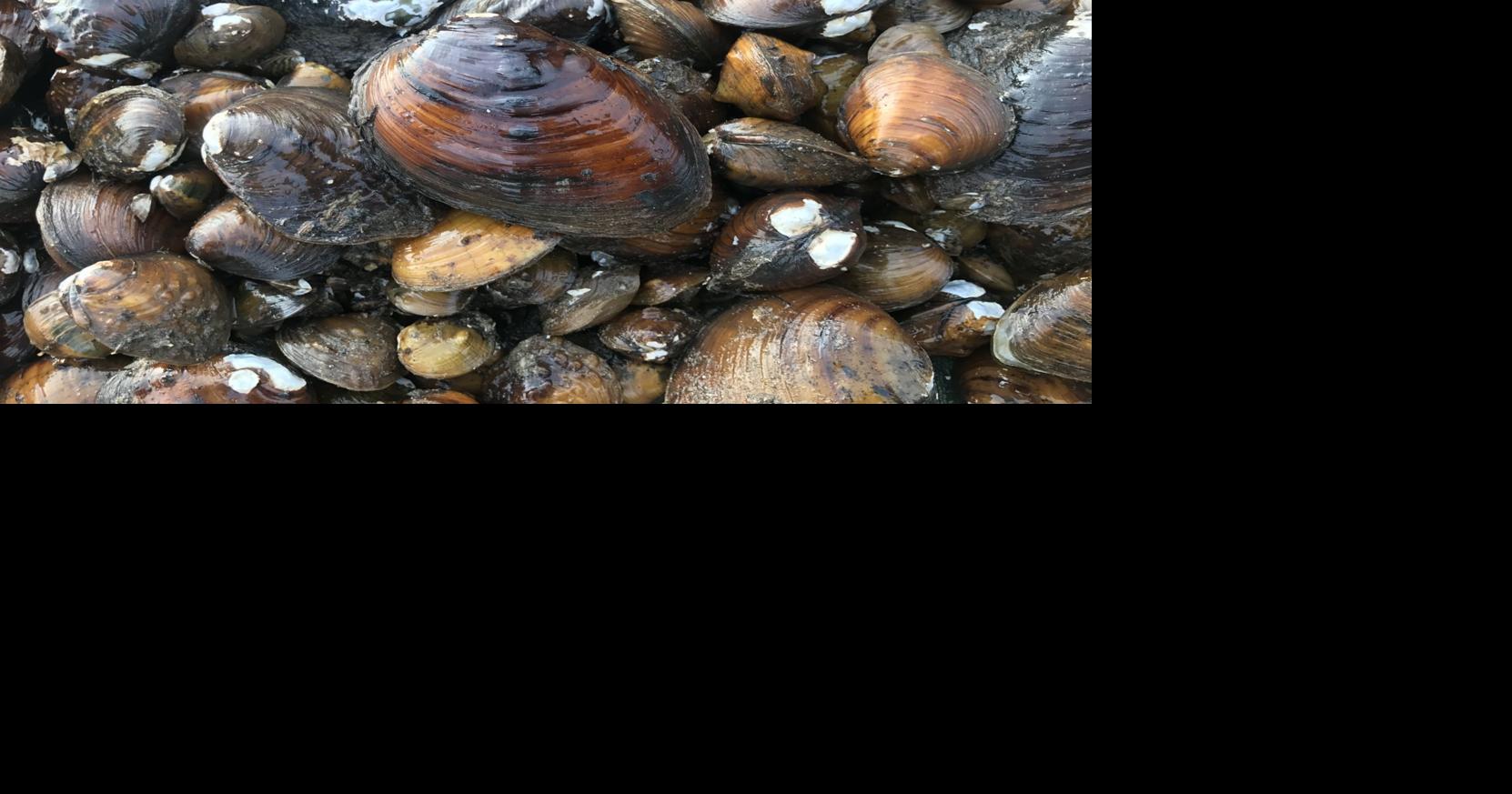 Marshall divers studying native mussels in Ohio River | Life & Arts ...