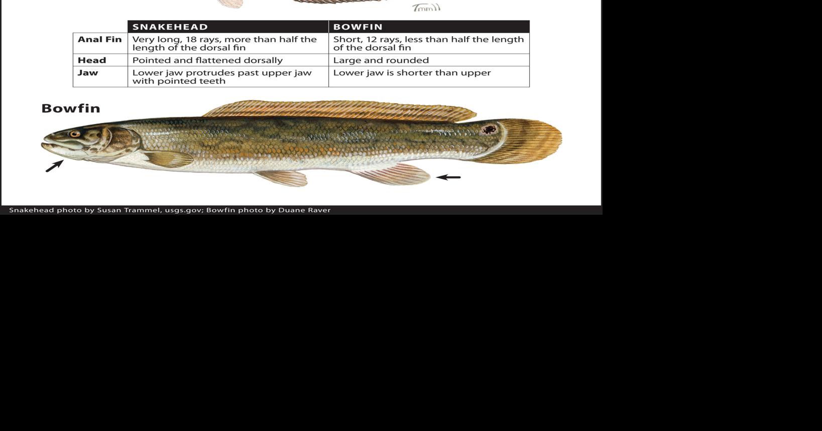 DNR produces graphic to help aid anglers in identifying fish | Outdoor Pursuits | wvgazettemail.com