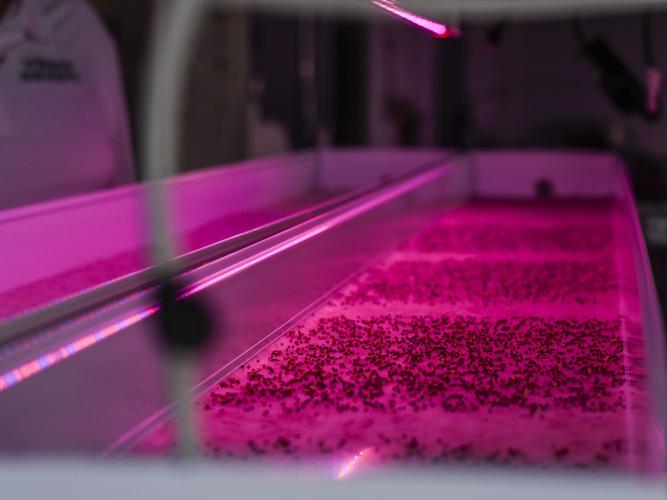 John Casto's hydroponic lettuce | News | wvgazettemail.com