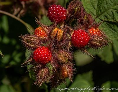 Farmer’s Table: Wineberry Coffee Cake | Metro Kanawha | wvgazettemail.com