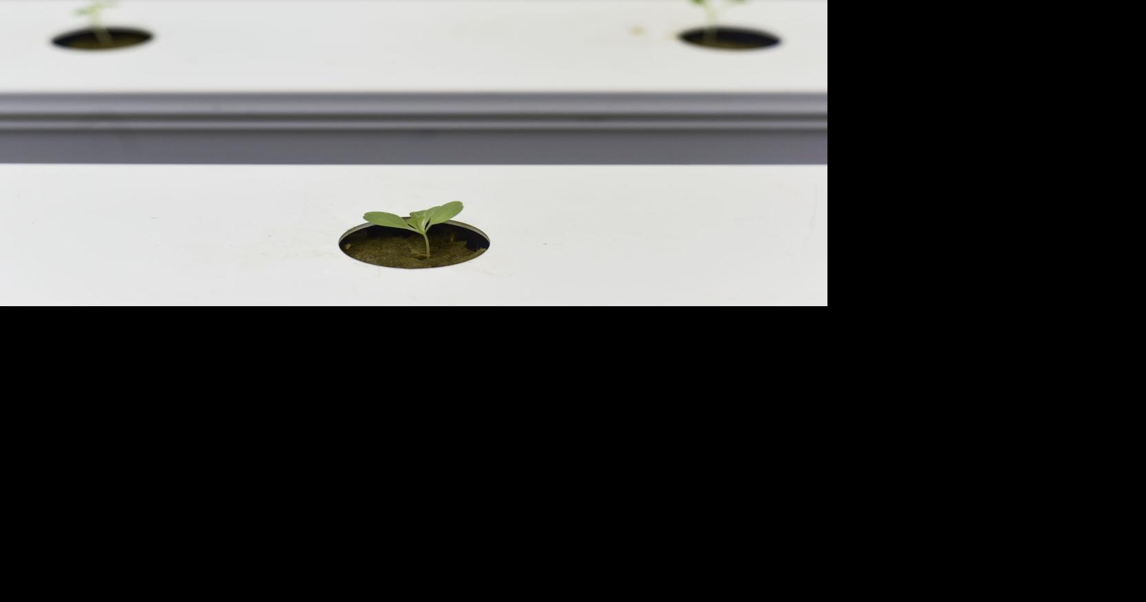 John Casto's hydroponic lettuce | News | wvgazettemail.com
