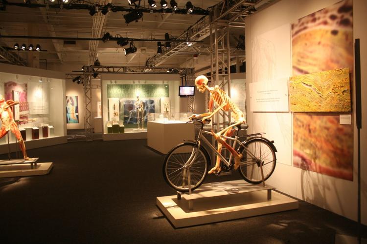 ‘Bodies Revealed’ exhibit offers unique view of humans | Health ...