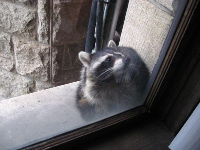 This bandit at the window met with amusement | News | wvgazettemail.com