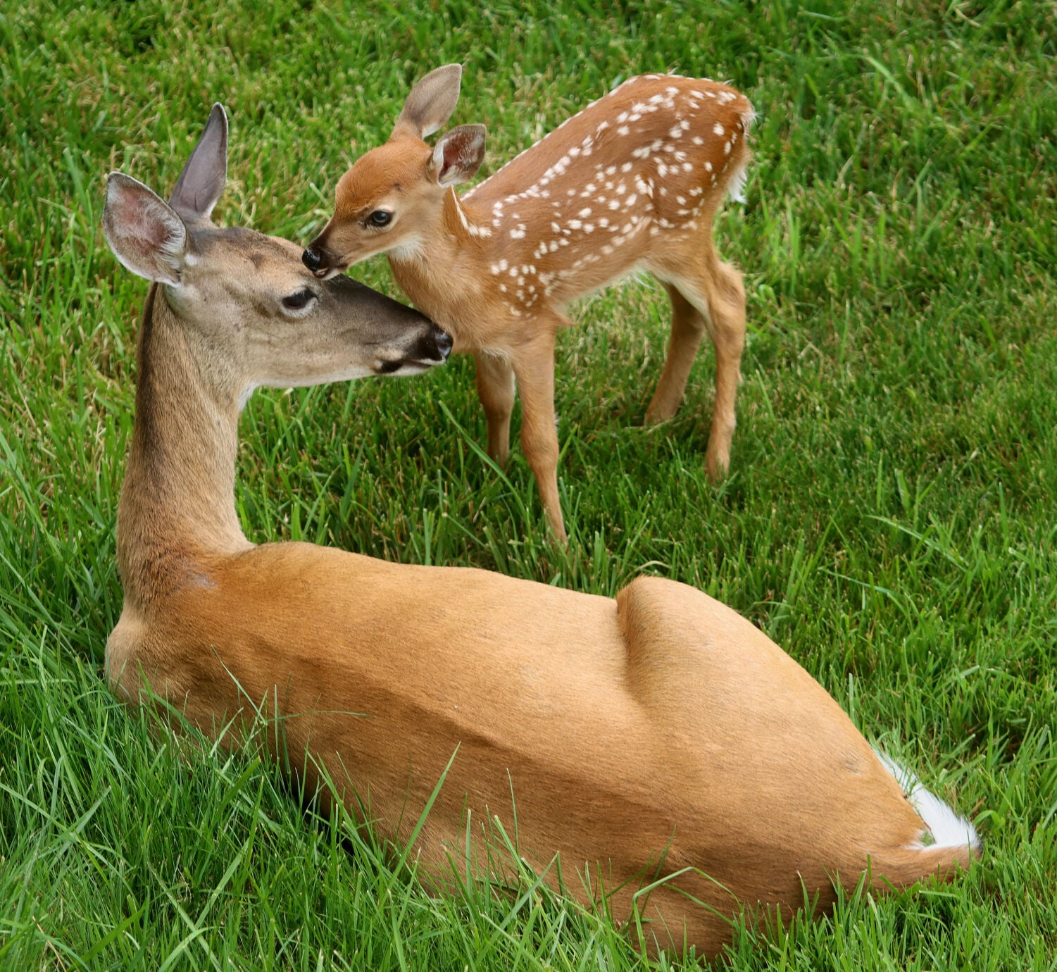 Doe and fawn | | wvgazettemail.com