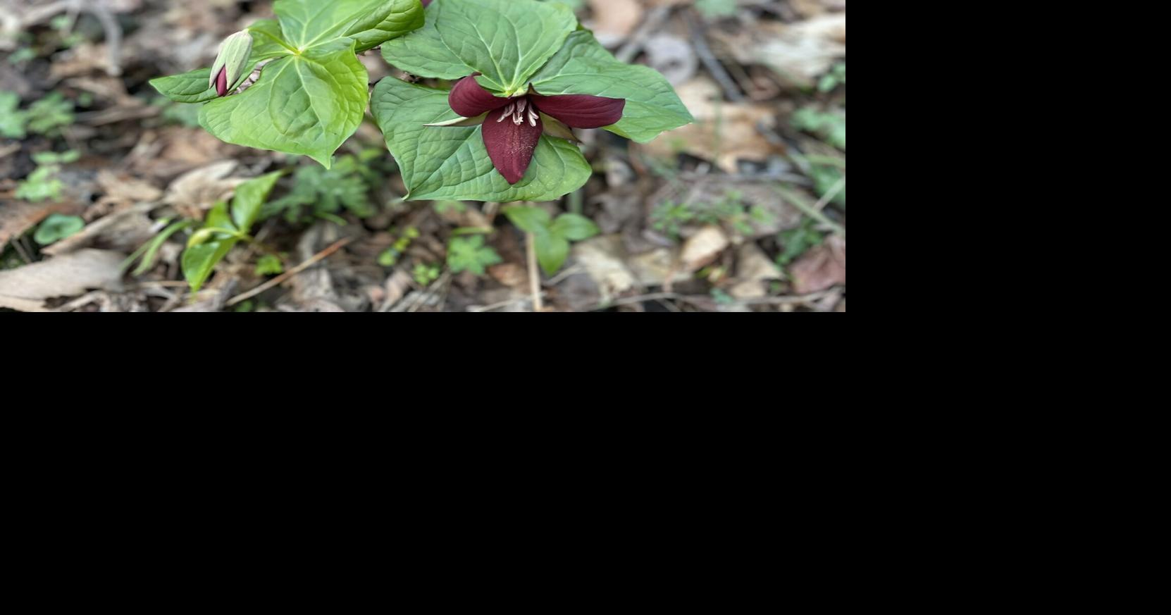 Chris Ellis: Mud season | Sports | wvgazettemail.com