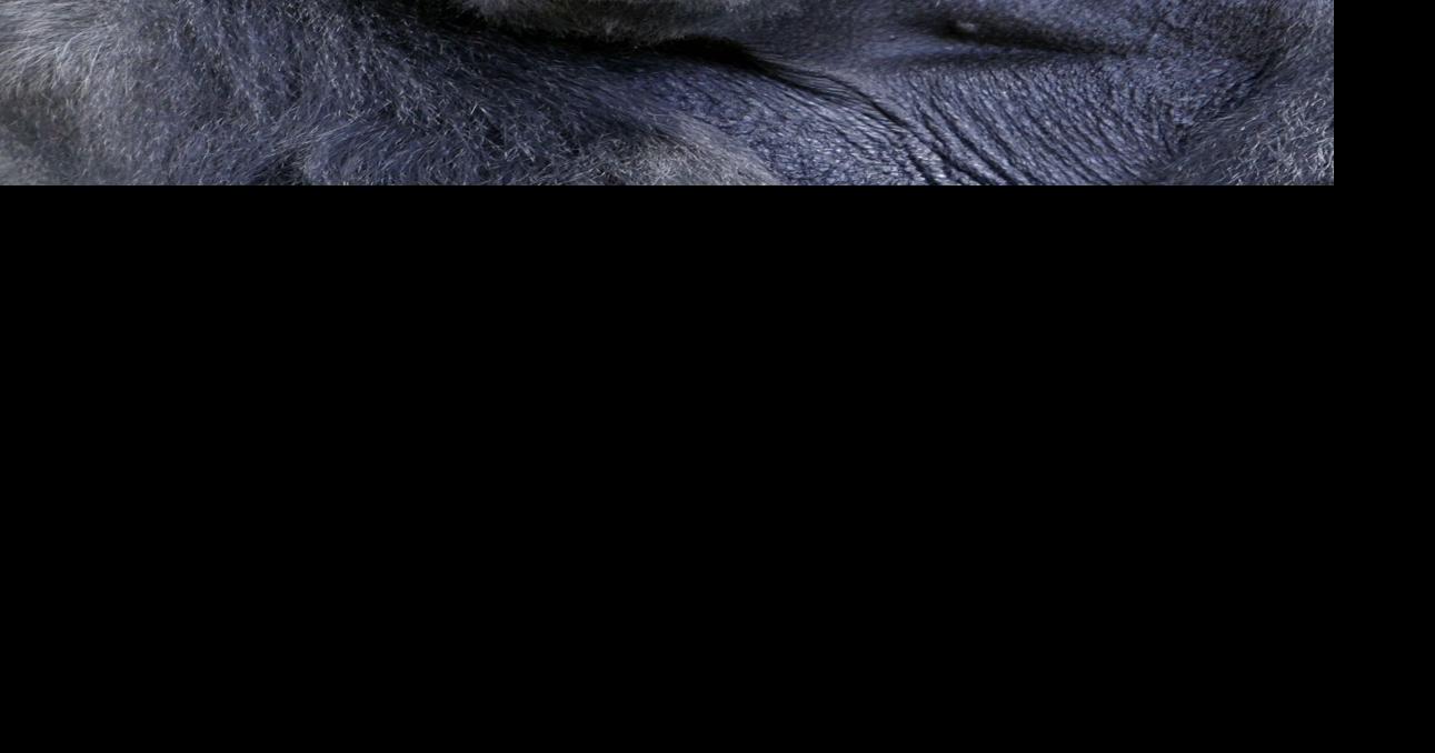 Creatures banned, allowed on state’s dangerous animal list baffles ...