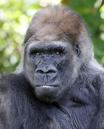 Creatures banned, allowed on state’s dangerous animal list baffles ...