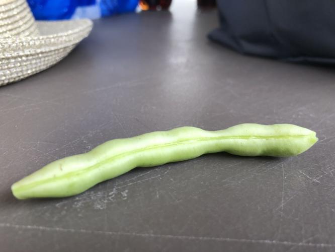 WV Culinary Team: Get your fill of mountain green beans | Wv Culinary ...
