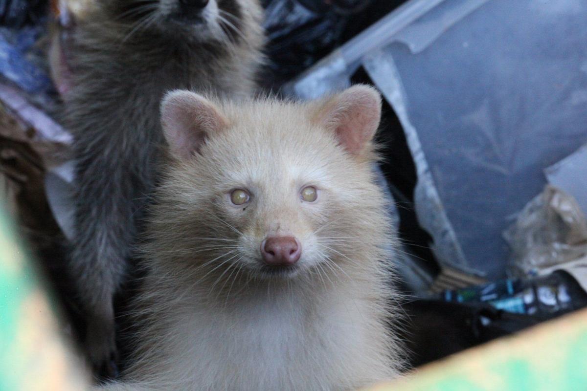 Appropriately, rare albino raccoon calls Coonskin Park home | News ...