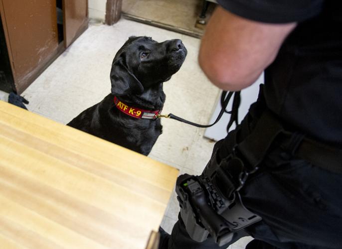 Pancake is Charleston Fire Department's new canine employee | Kanawha ...