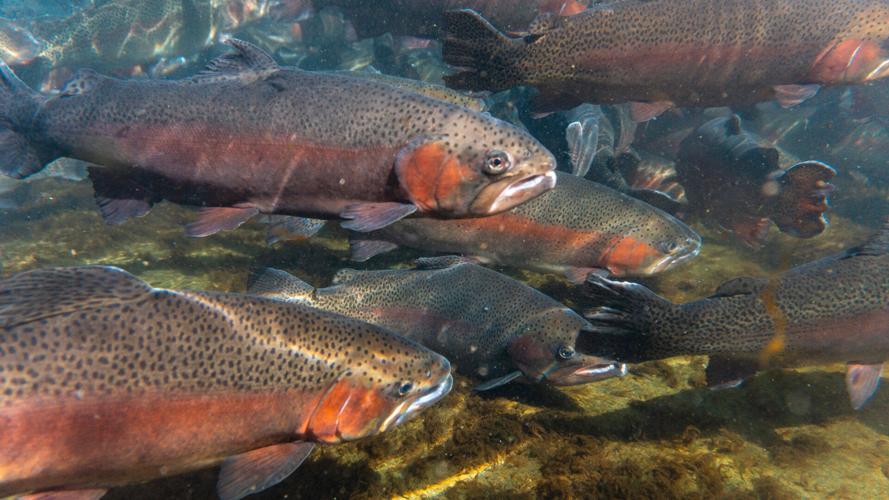 DNR announces updated fishing regulations, trout stockings | Metro ...
