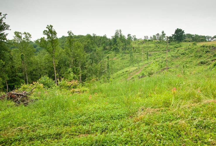 New DNR biologist tackles state's grouse habitat shortage | Hunting ...