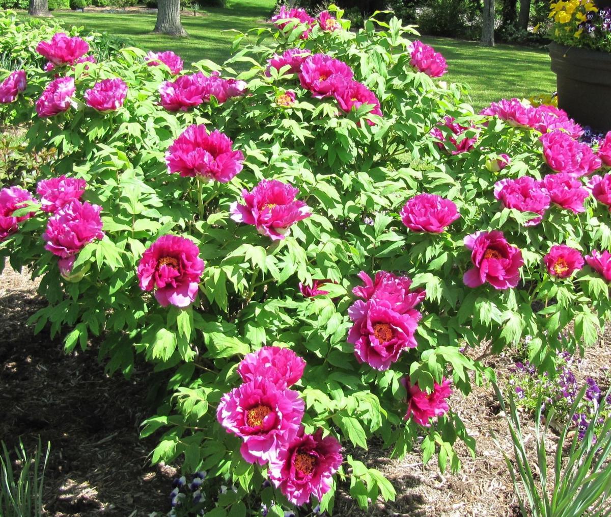 Good to Grow: Peonies the queens of the May garden | Gardening ...