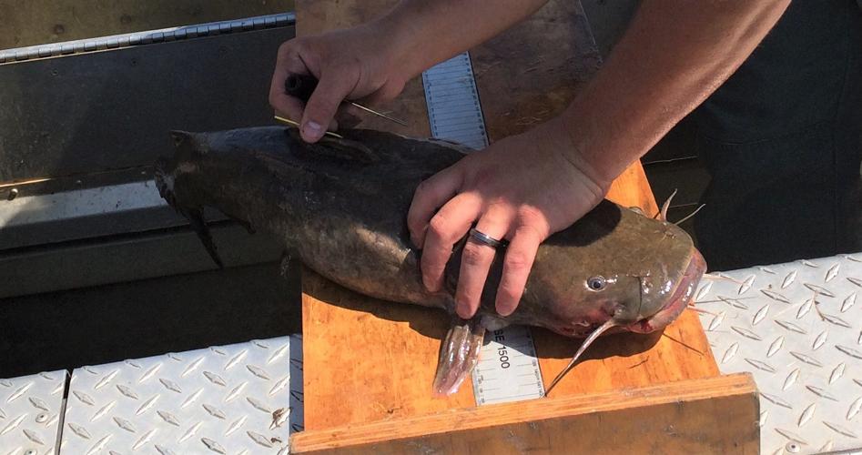 Catfish survey becomes instrument of change for Monongahela River ...