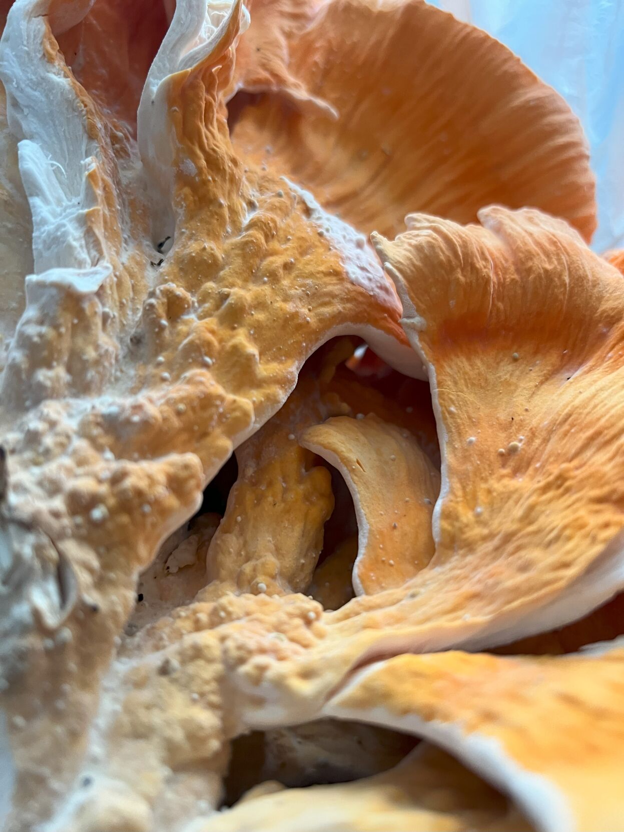 WV Culinary Team: Celebrating chicken of the woods, Appalachia's ...