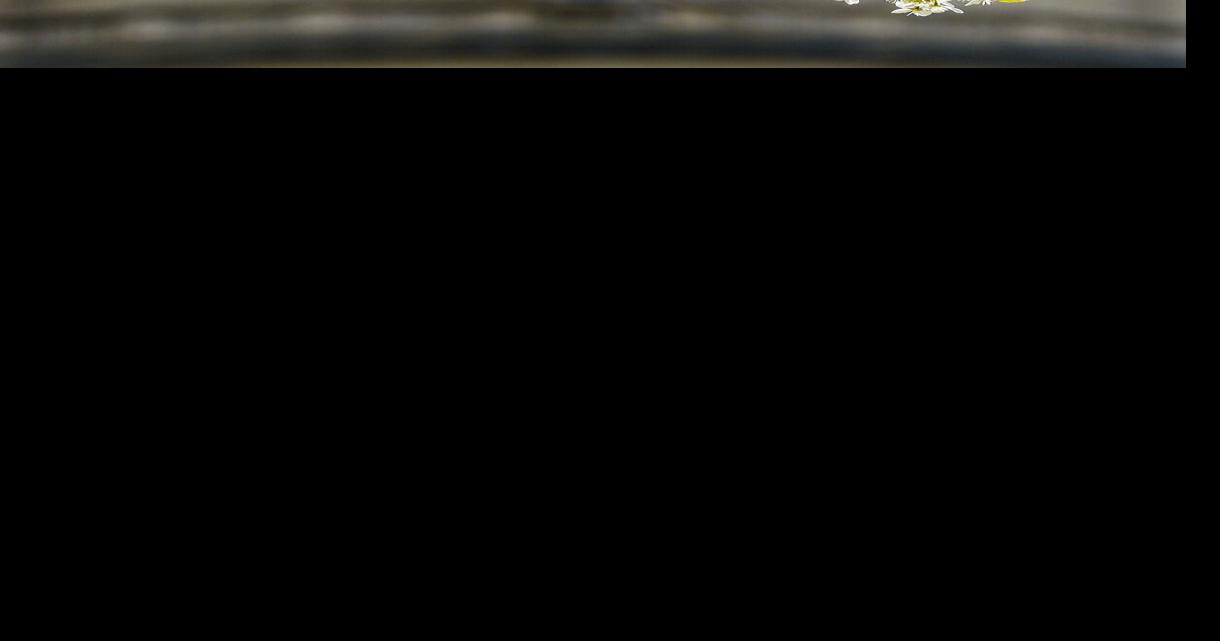 Spring weather blooms at Capitol Complex in Charleston | Kanawha Valley ...