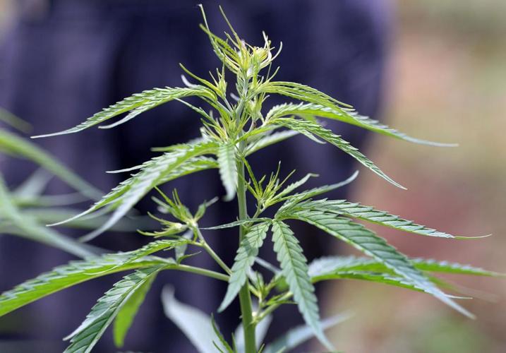 In the weeds: Hemp versus marijuana (Daily Mail WV) | Daily Mail ...