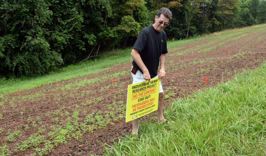 WV farmers work toward hemp revival | News | wvgazettemail.com