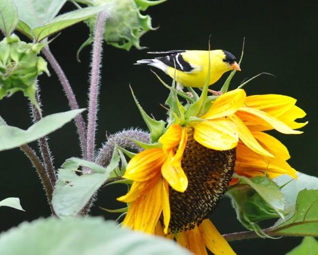 Kevin Cade: Birding skills evolve out of curiosity | Life & Arts ...