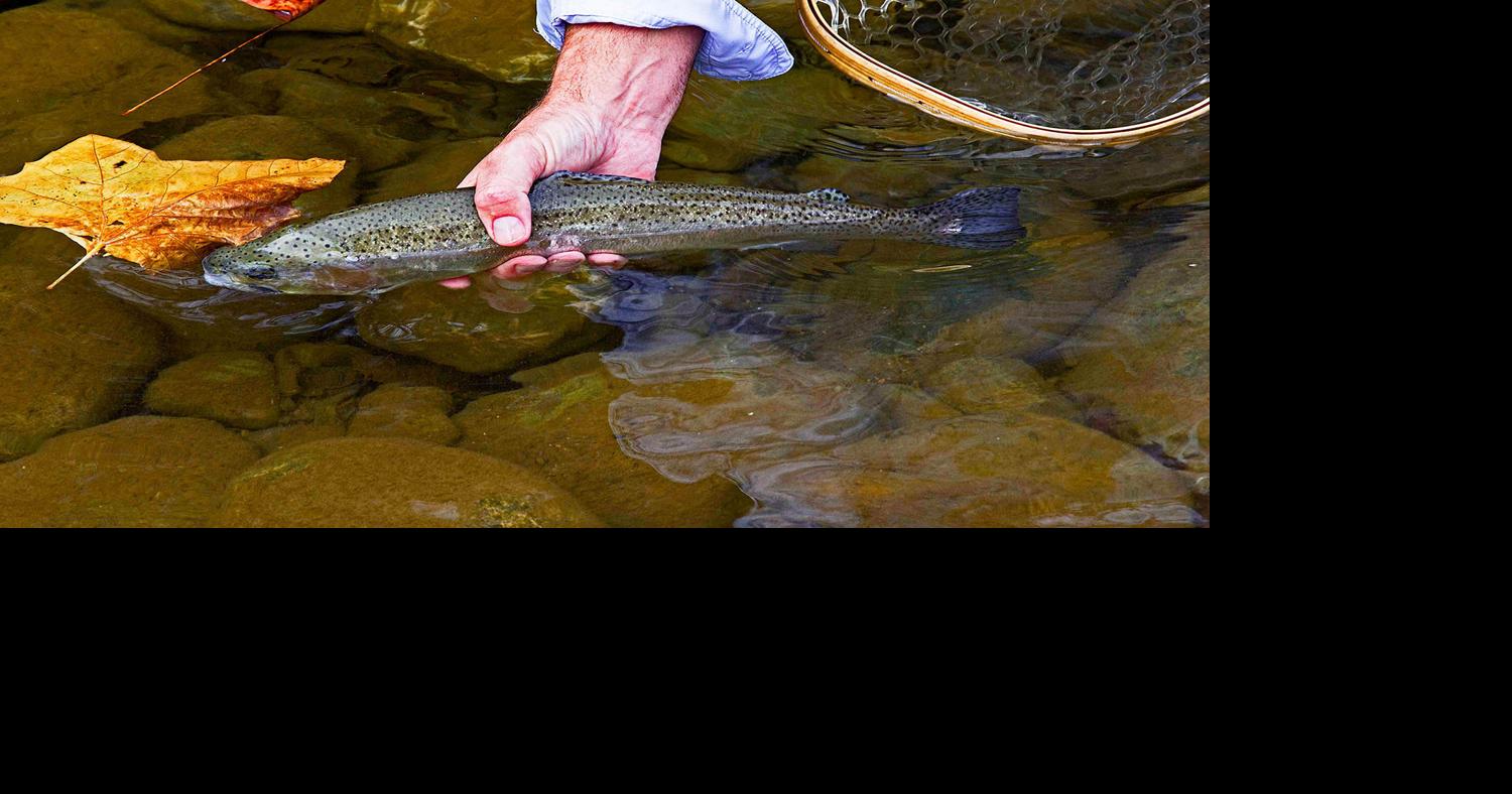 DNR announces return of trout stocking, new fishing regulations | Metro ...