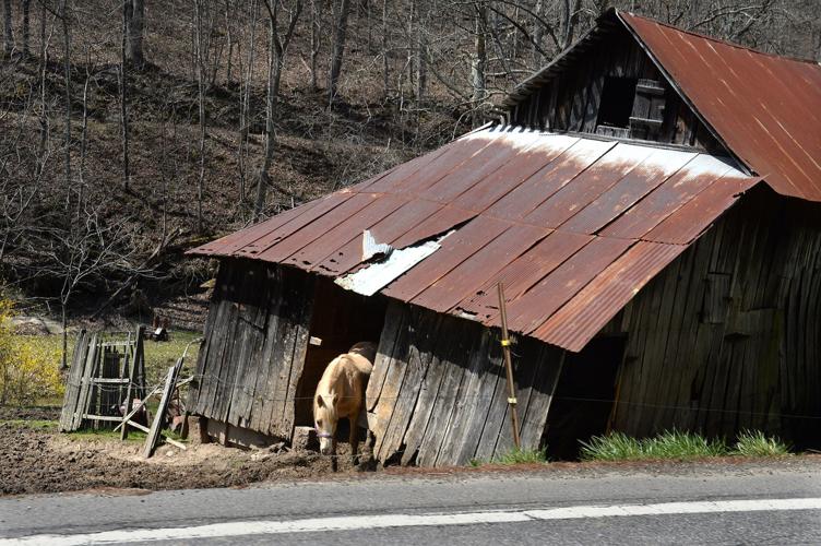 PHOTOS: Scenes from early springtime in WV | News | wvgazettemail.com