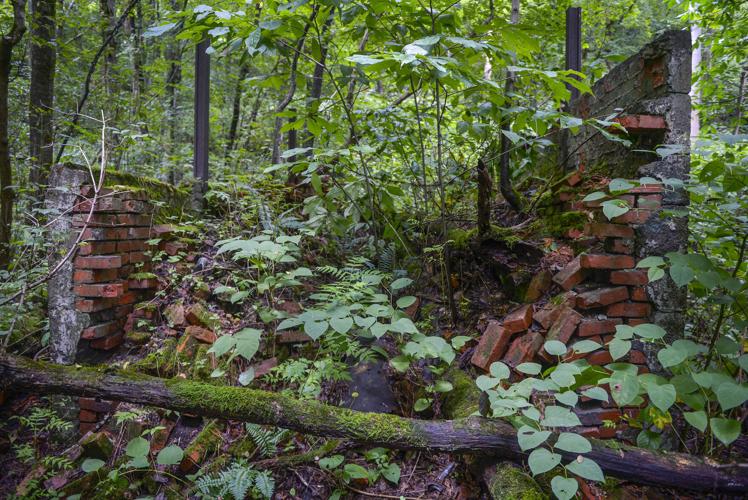 Passage of time, rebounding forest slowly obliterating coal camp of ...