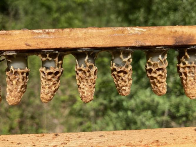 Apiary is creating a buzz at Wayne County monastery | Life & Arts ...