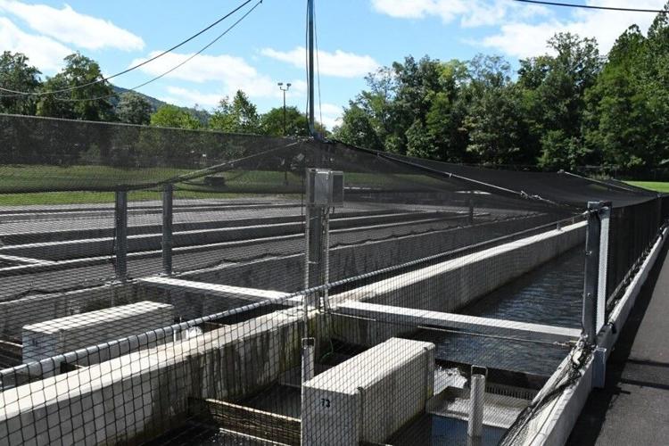 Bowden Fish Hatchery transformed into state-of-the-art trout factory ...