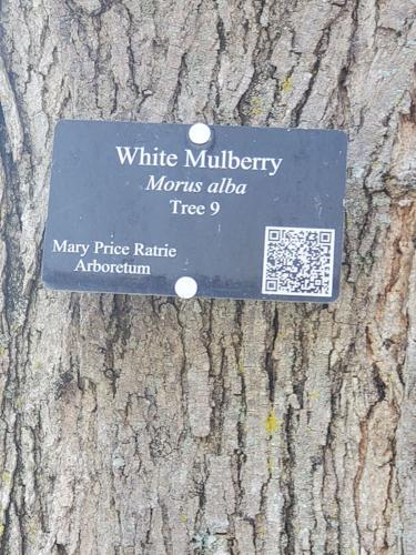 Spring Hill Cemetery Park, Arboretum announce upcoming events | Life ...