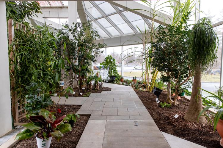 Upgrades ongoing at Huntington Museum of Art conservatory | News ...