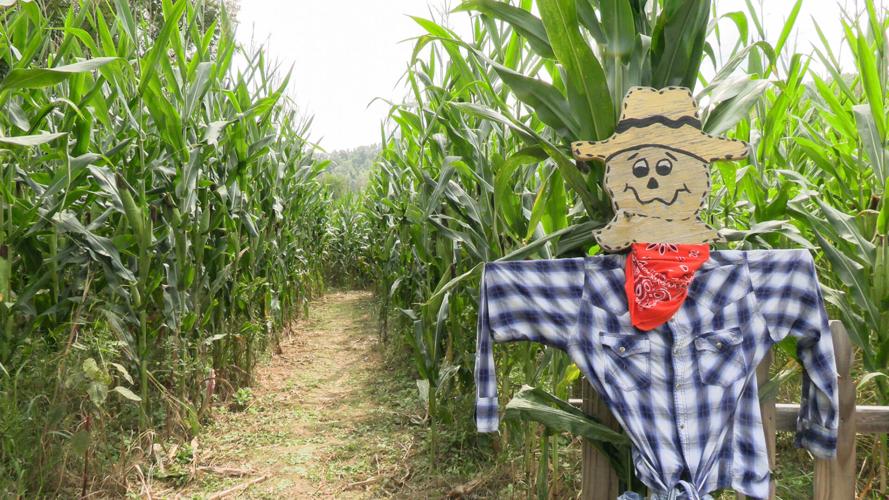 The ins and outs of making a corn maze | Life & Arts | wvgazettemail.com