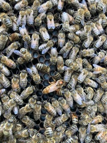 Apiary is creating a buzz at Wayne County monastery | Life & Arts ...