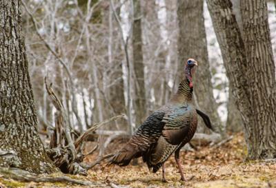 Surprisingly good breeding year triggers 28 percent rise in WV's fall ...