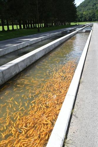 Bowden Fish Hatchery transformed into state-of-the-art trout factory ...
