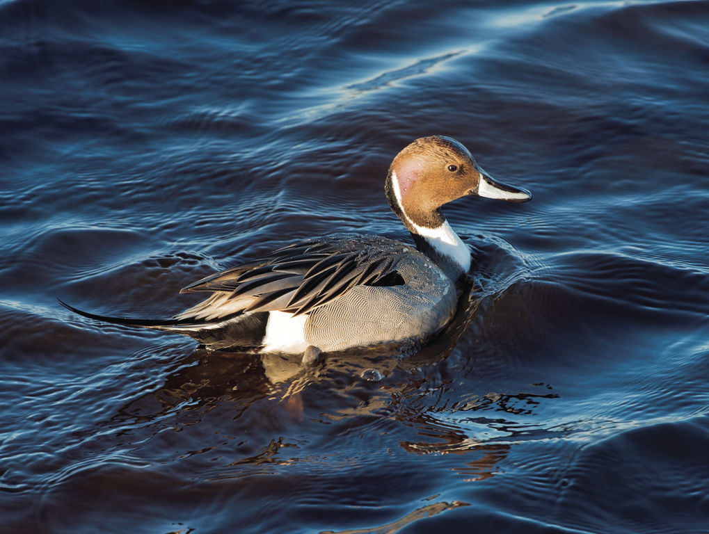 WV Travel Team: Interactions with nature make Outer Banks unforgettable ...