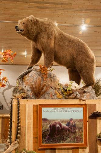brown bear display