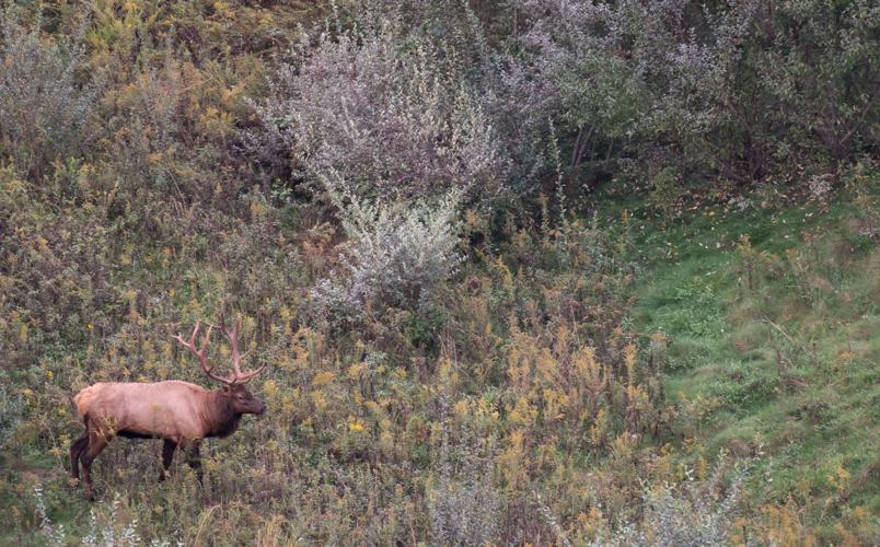 Visitor center, viewing tower planned to better see WV elk | Outdoor ...