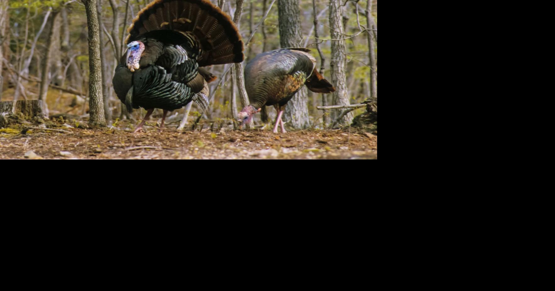 ‘Trap and transplant’ brought W.Va.’s wild turkeys back from near ...