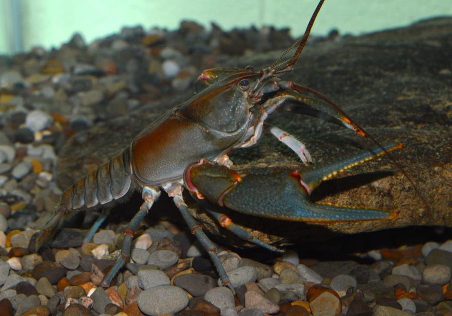 Endangered WV crayfish at center of federal lawsuit | News ...