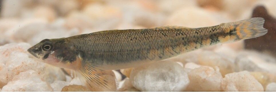 Biologists working to turn the tide in candy darters' battle for ...