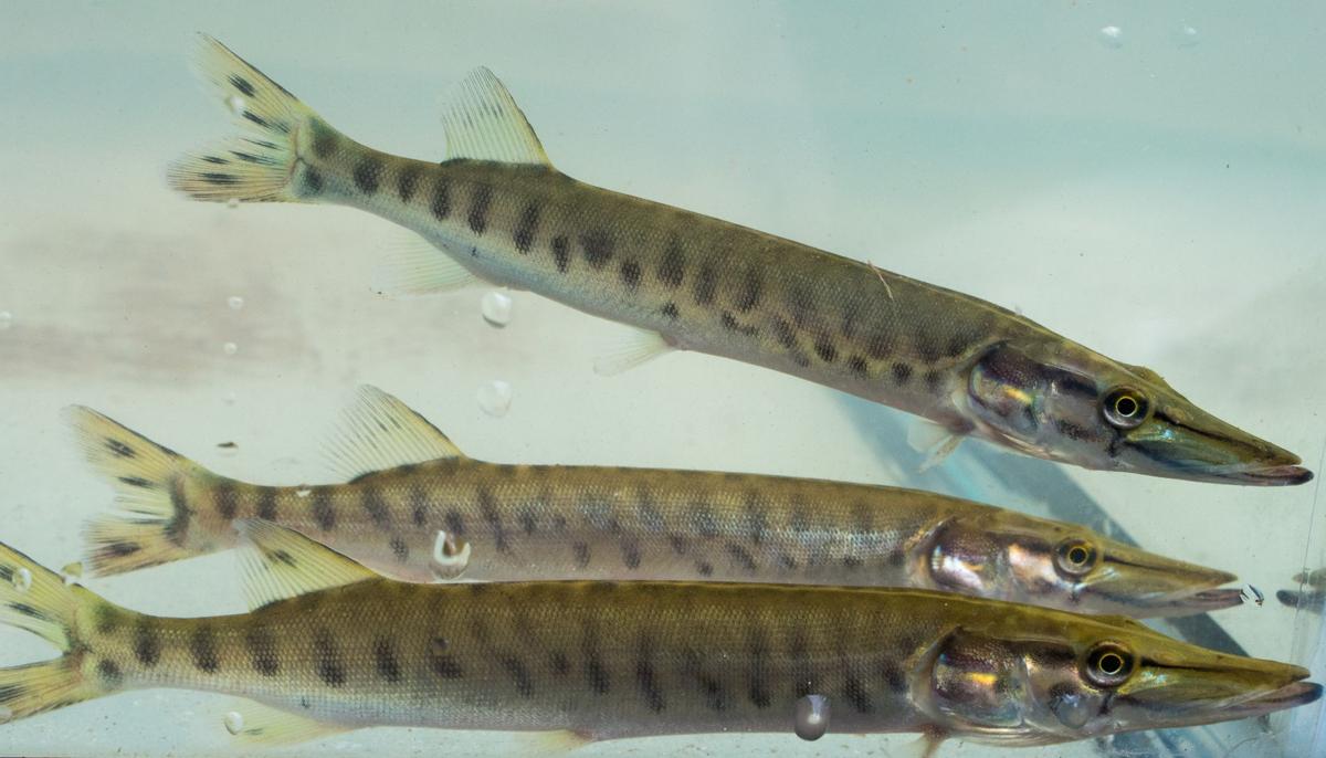 WV DNR to look for muskie reproduction in stocked streams | Outdoor ...