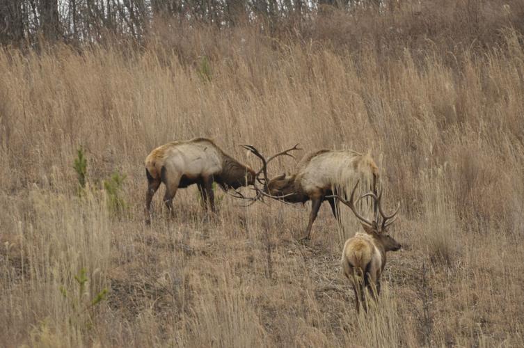 W.Va. DNR announces new public areas for elk reintroduction | Outdoor ...