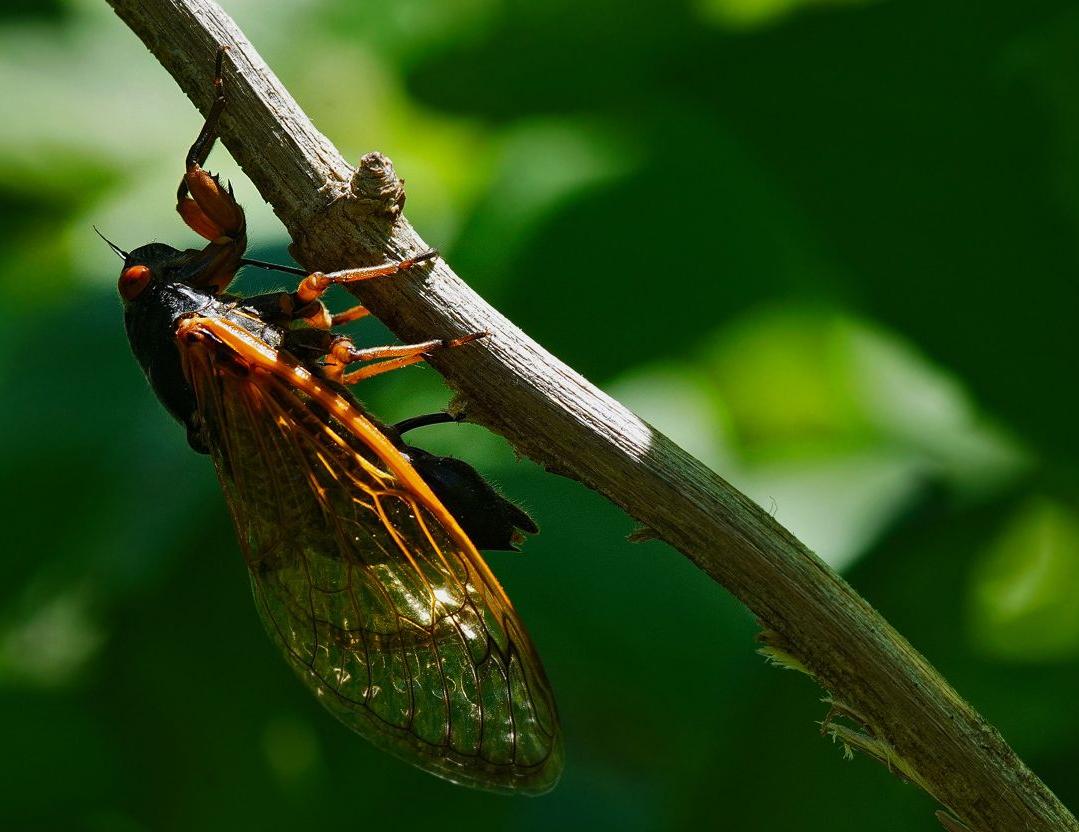 When to expect, how to prepare for Cicada Brood XIV in WV | News ...